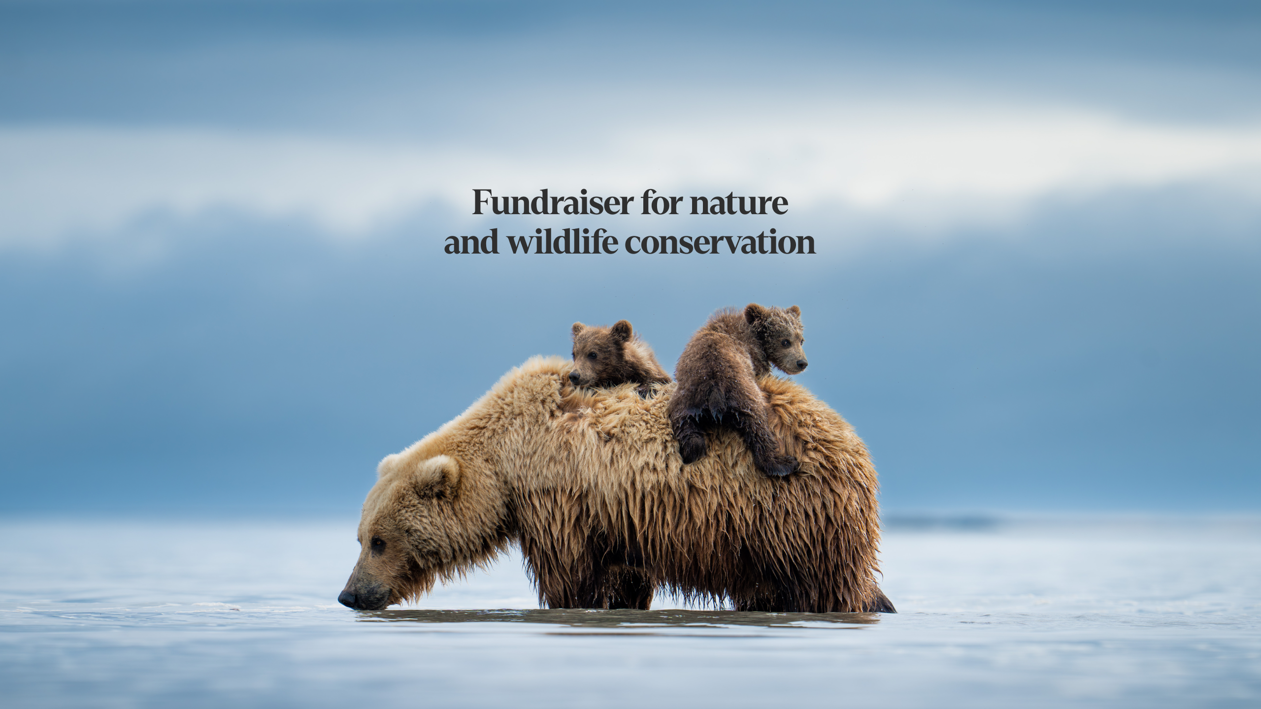 Prints for Wildlife: A fundraiser for nature & wildlife conservation ...